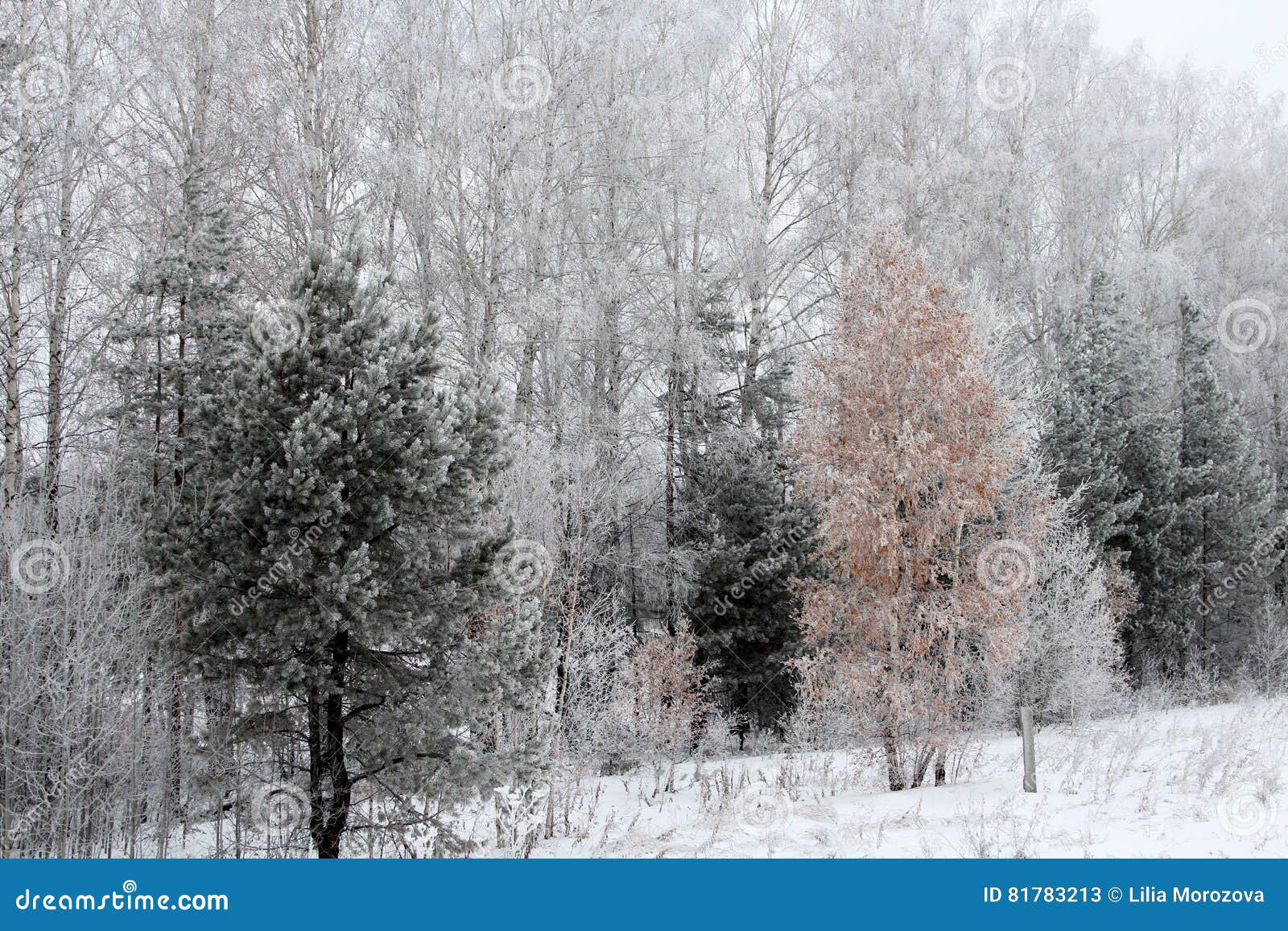 Fabulous Winter Woods in the Snow Stock Image - Image of christmas ...
