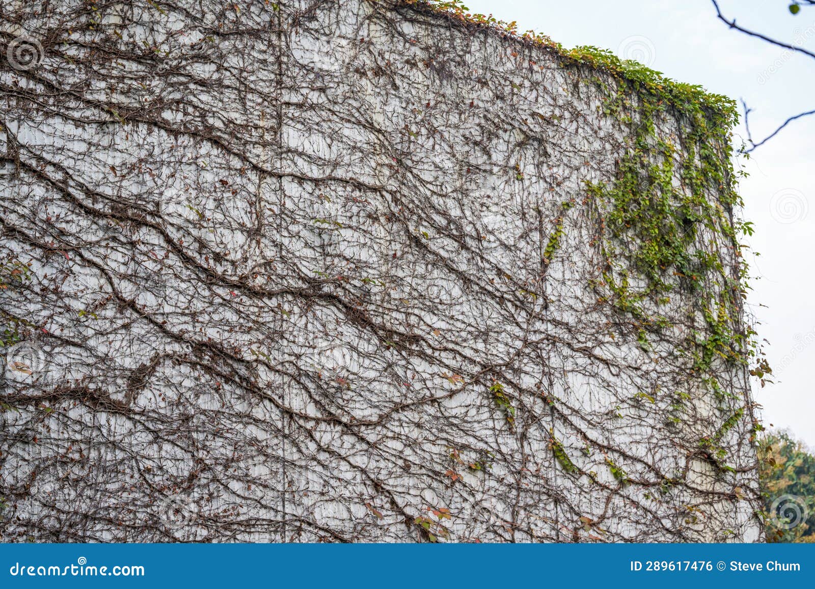 Creepers On Facade. Wild Vine With Autumn Coloring On The Gable Wall ...