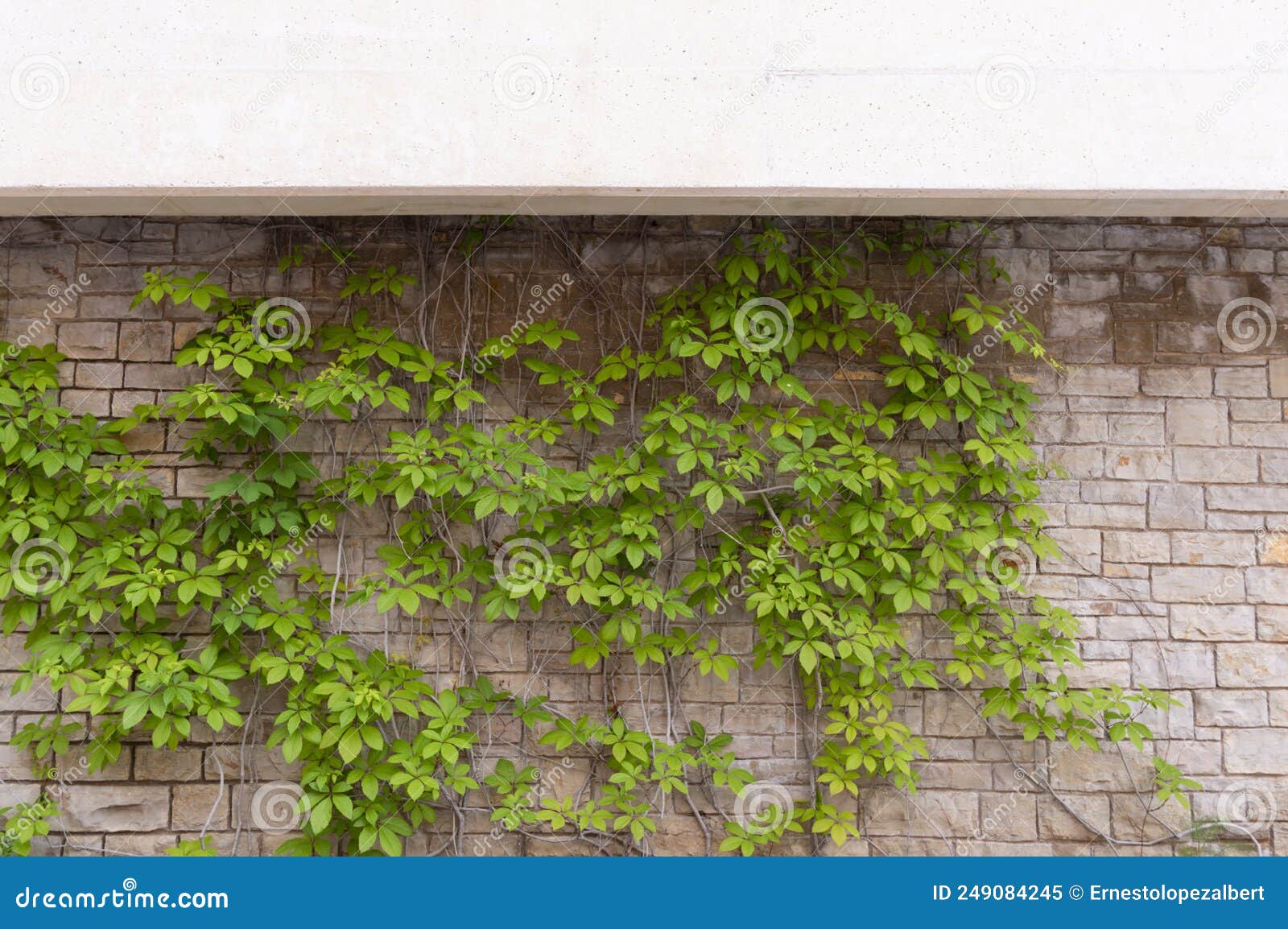 Facade Decoration with Green Plants and Vines Stock Image - Image of ...