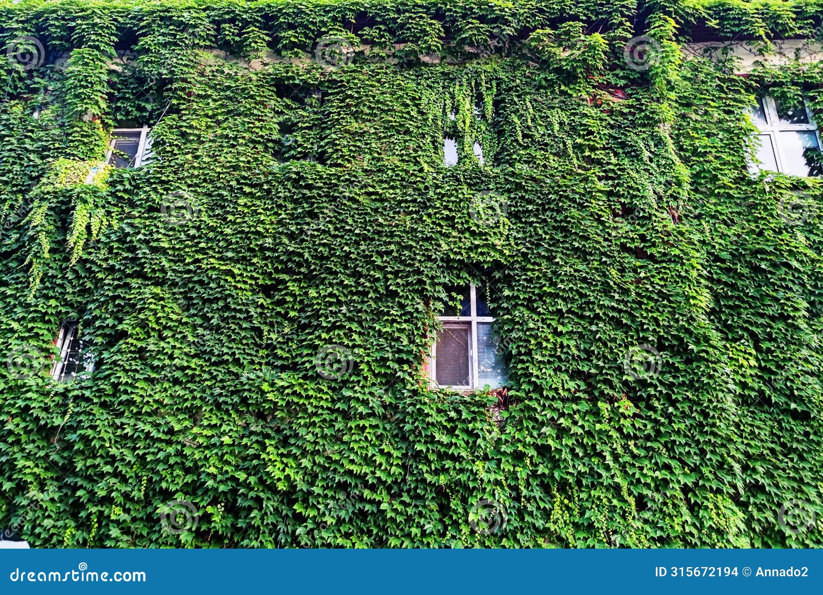Facade of a House Overgrown with Decorative Creeping Plants Stock Photo ...