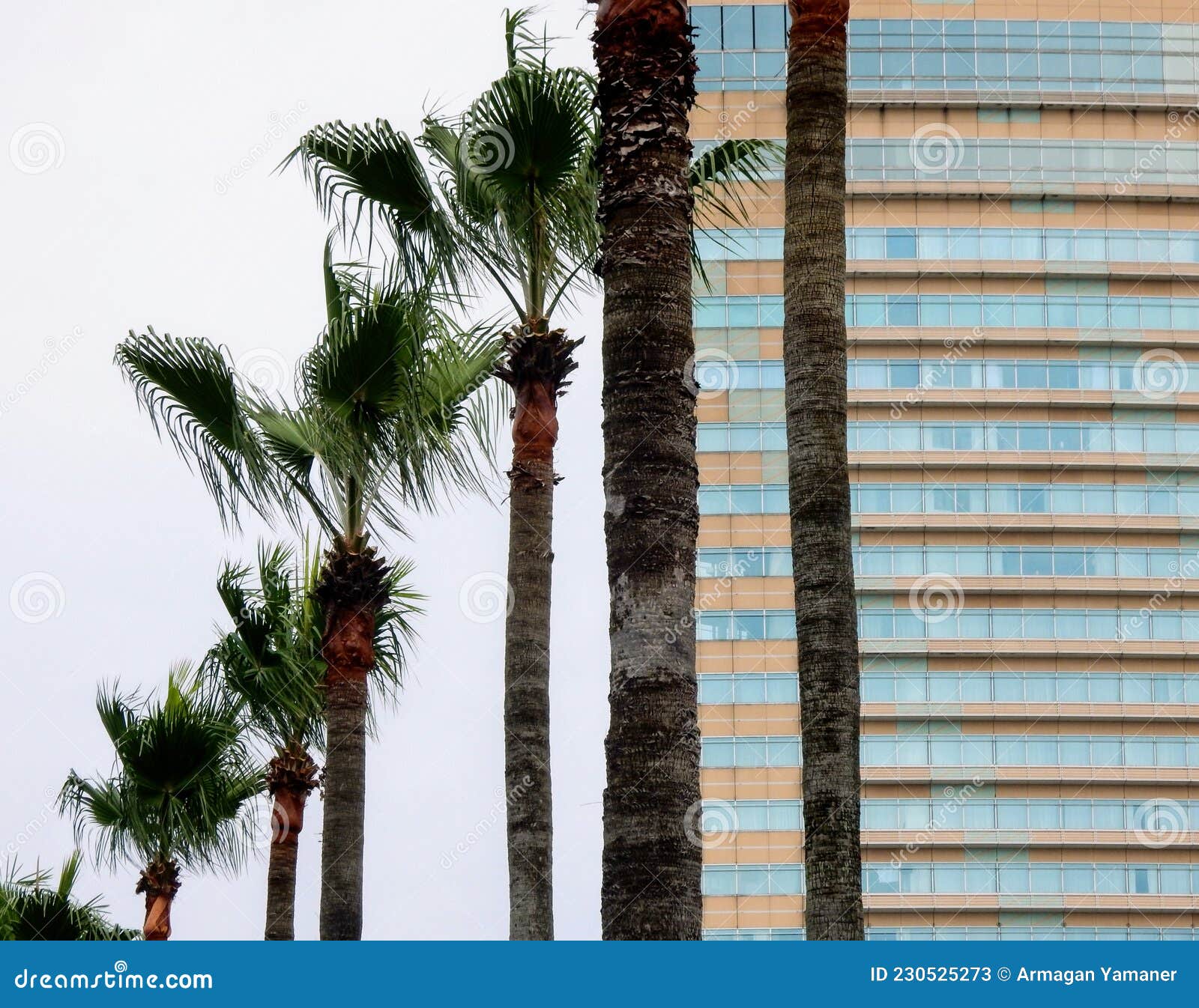 Facade of a Tall Building Against Sky with Palm Trees Lined Up Stock ...