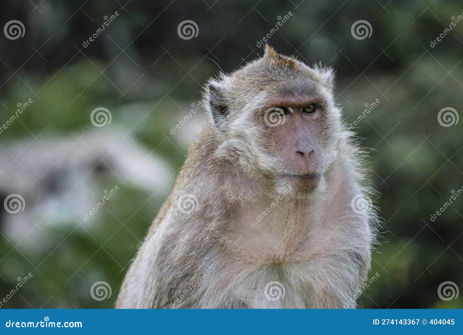 The Face of an Adult Macaque. Monkeys in the Wild Stock Image - Image ...