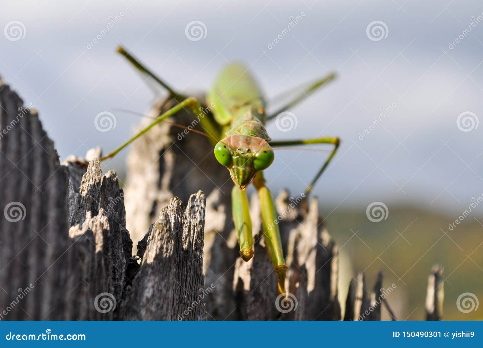 A Mantis Walking on a Broken Trunk of a Tree Stock Image - Image of ...