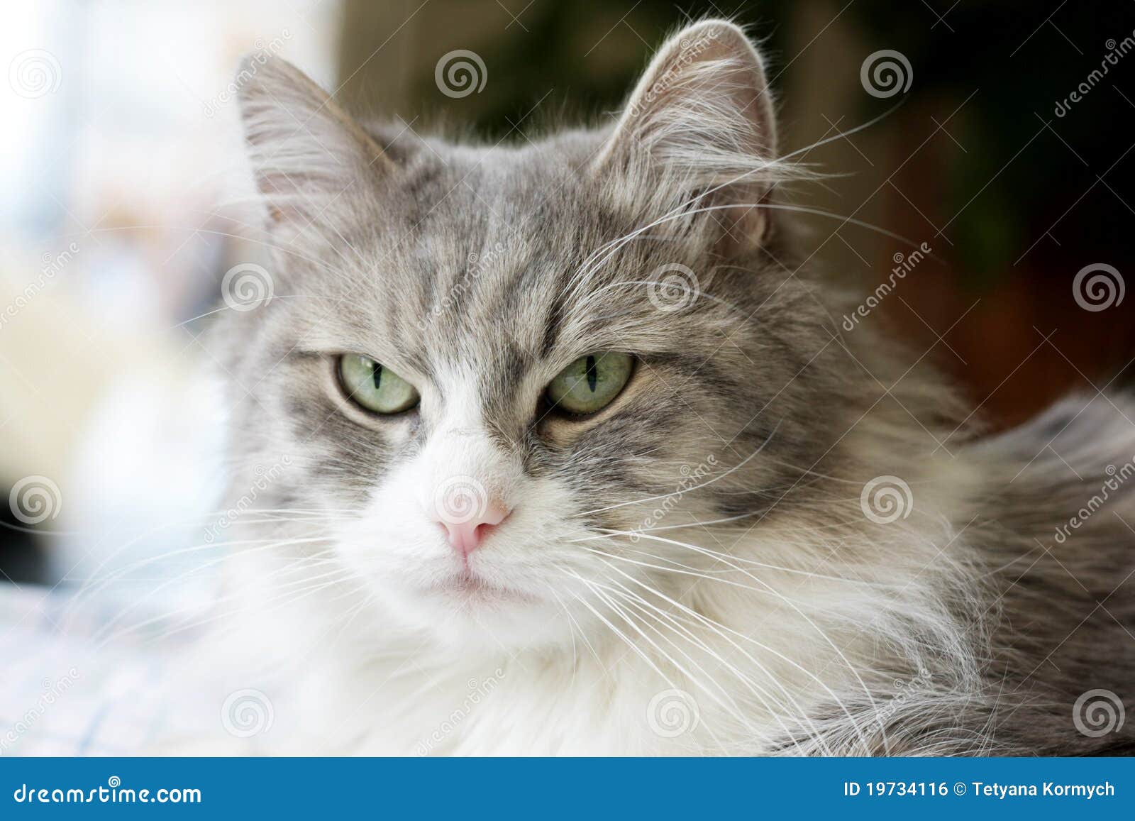 Face of adult tabby cat stock photo. Image of beauty - 19734116