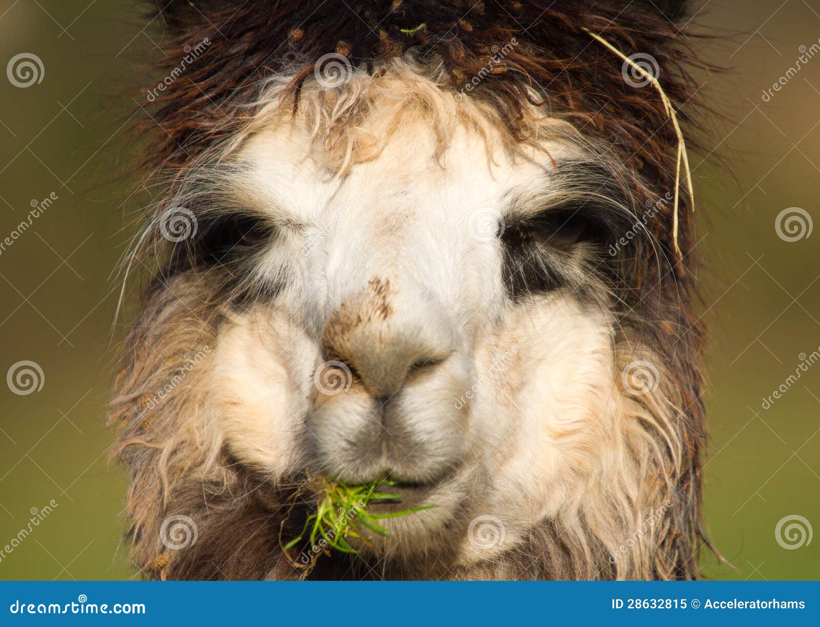 Face of an alpaca stock image. Image of ears, hairy, expression - 28632815