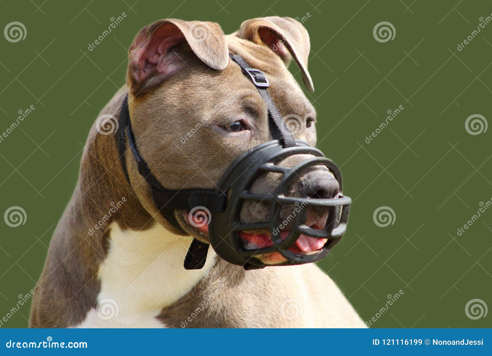 Face of an American Staffordshire Terrier Dog with Muzzle Stock Image ...