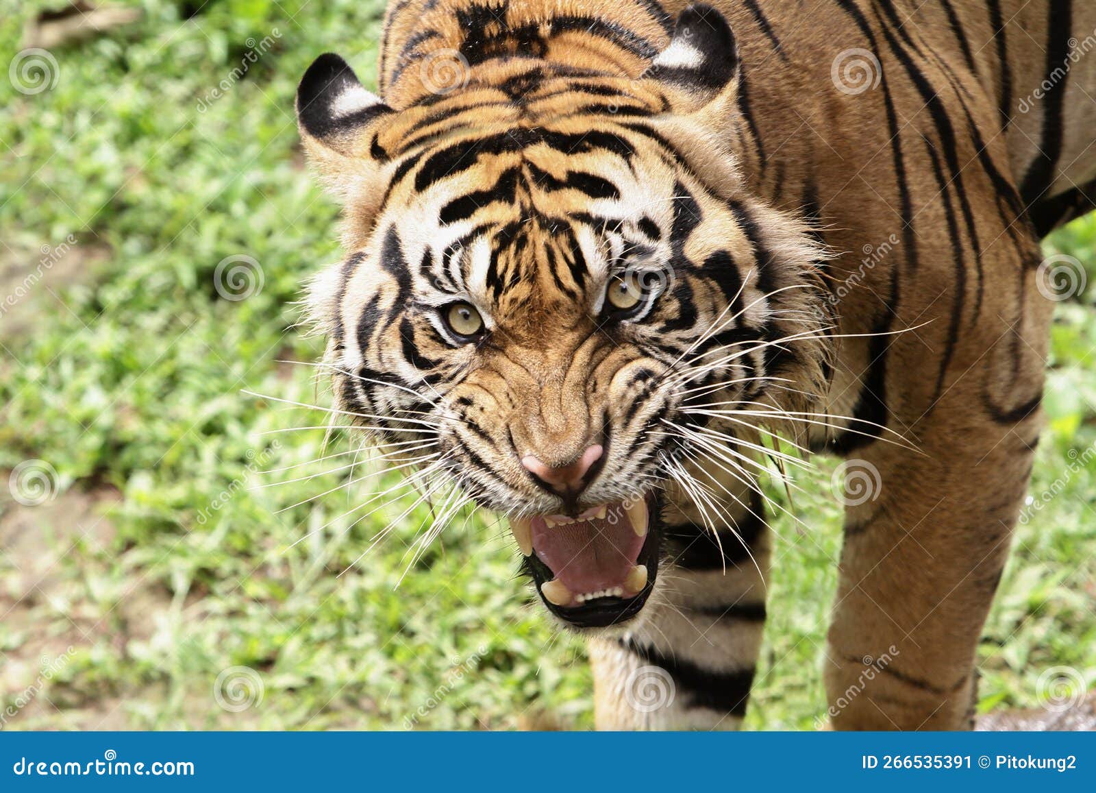 The Face of an Angry Sumatran Tiger Stock Image - Image of tiger ...