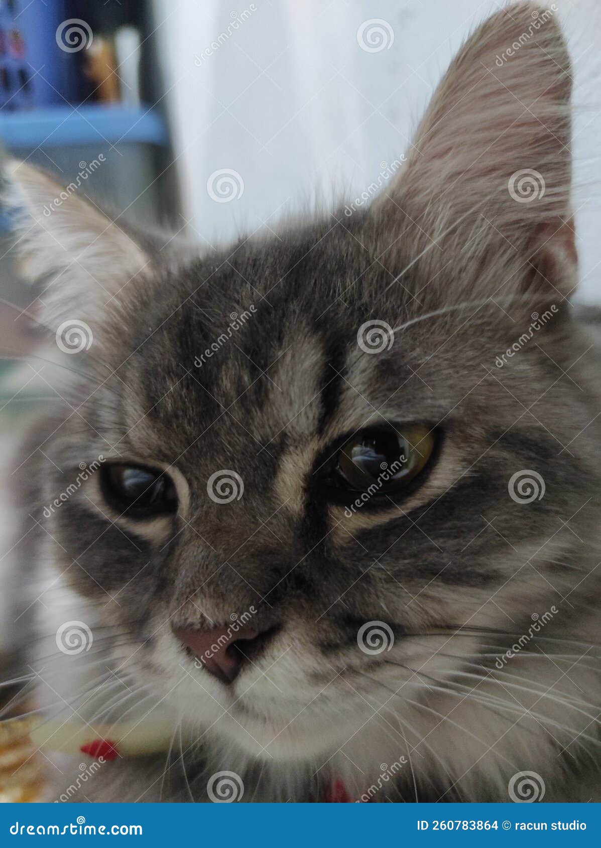 Face animal cat stock photo. Image of organ, animal - 260783864