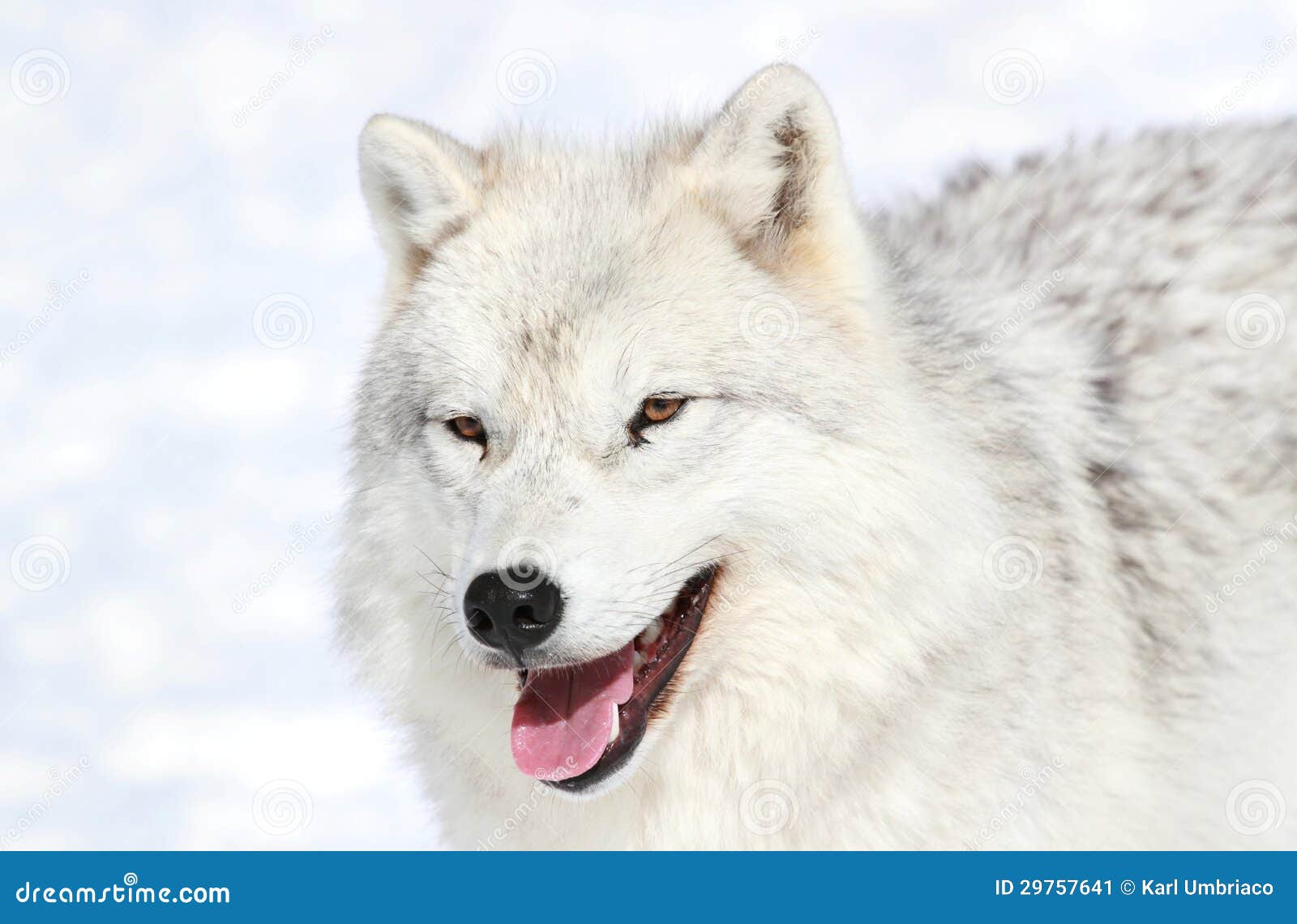 Beautiful face stock image. Image of animal, winter, mammal - 29757641