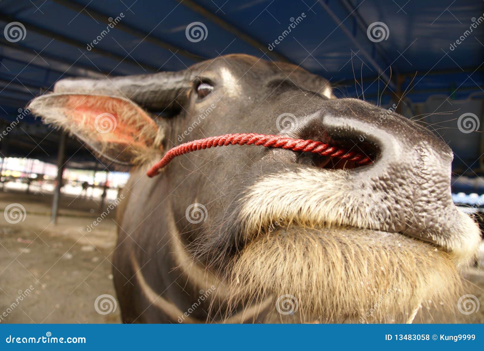 Face of Asia Buffalo stock photo. Image of asia, hemisphere - 13483058