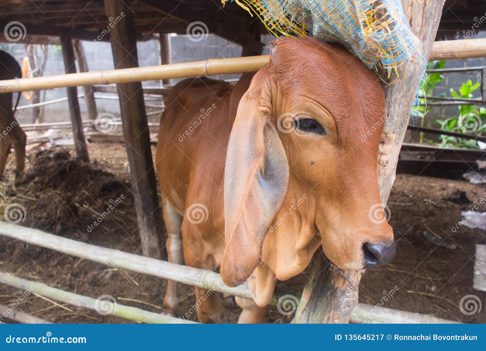 Face of Asia Ox and Cow,Thailand Stock Image - Image of beautiful ...