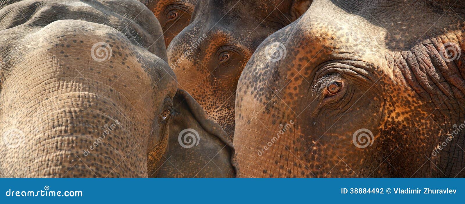 Face of Asian Elephant, or Indian Stock Photo - Image of face ...