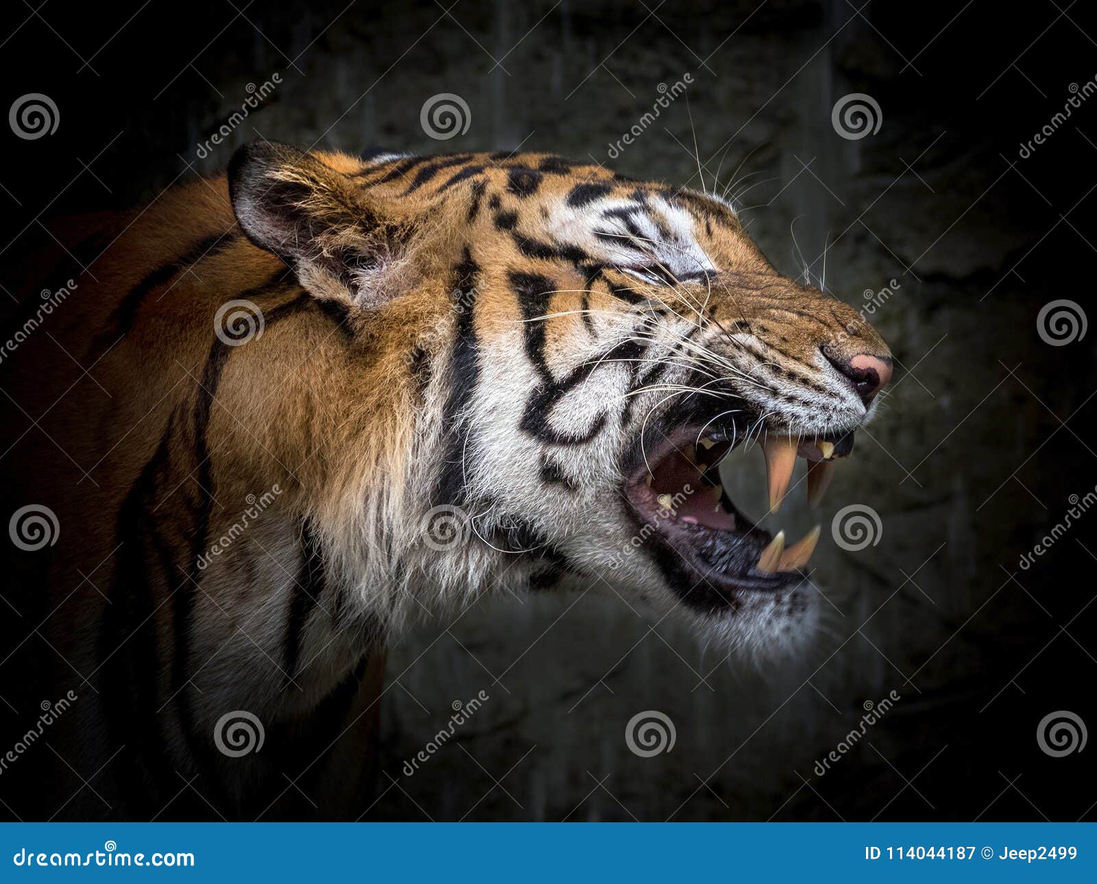 The face of Asian tiger. stock image. Image of animal - 114044187