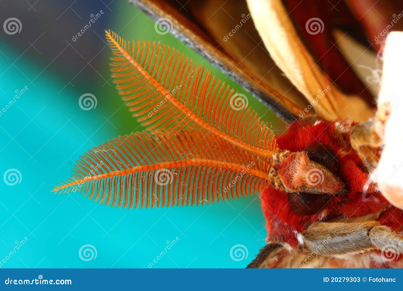 Face of Atlas Moth (Attacus Atlas) Stock Image - Image of wildlife ...