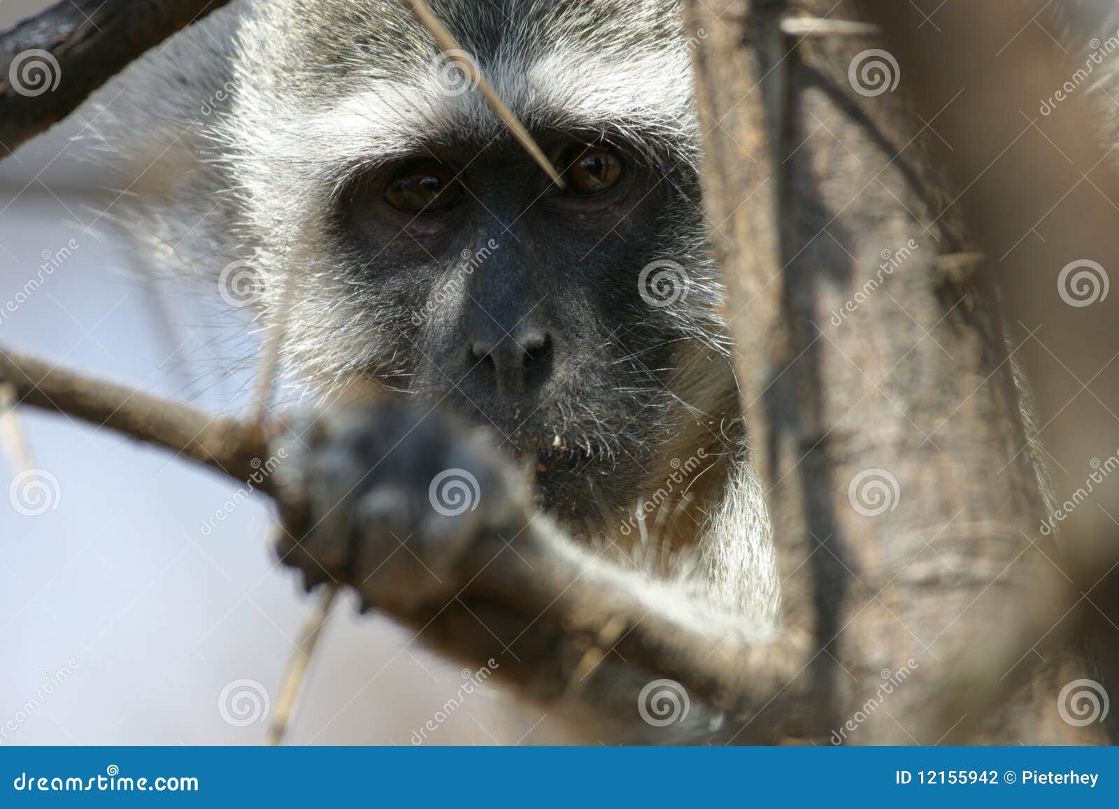 Face Azul Africana Do Macaco Foto de Stock - Imagem de nave, azul: 12155942