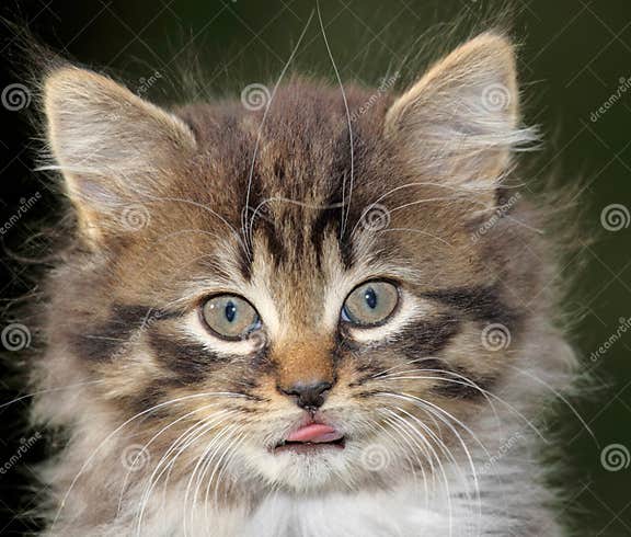 Face of baby cat stock photo. Image of funny, beauty - 26770042