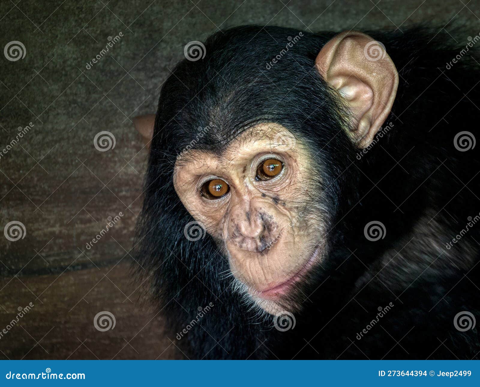 Face of a baby chimpanzee. stock photo. Image of face - 273644394