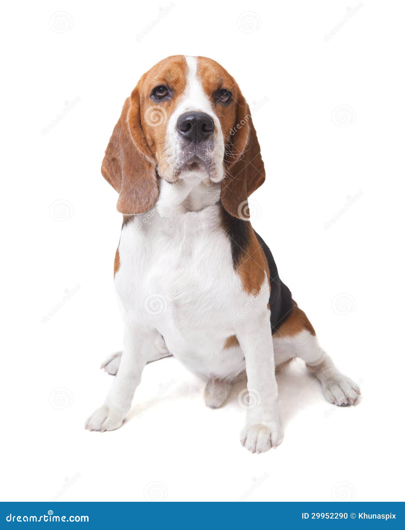 Face of beagle dog stock photo. Image of friend, hunting - 29952290