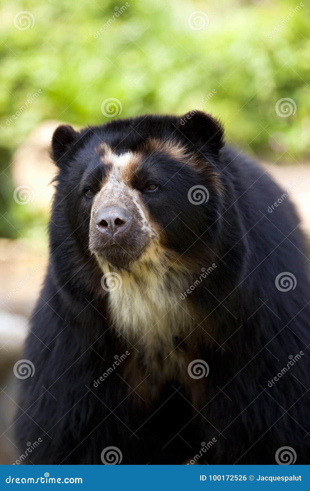 Face of a bear stock photo. Image of nature, hair, mammal - 100172526