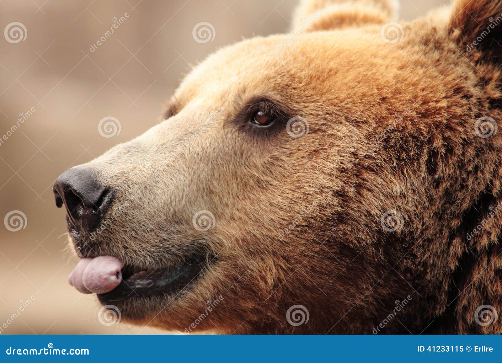 The face of a bear stock image. Image of face, nature - 41233115