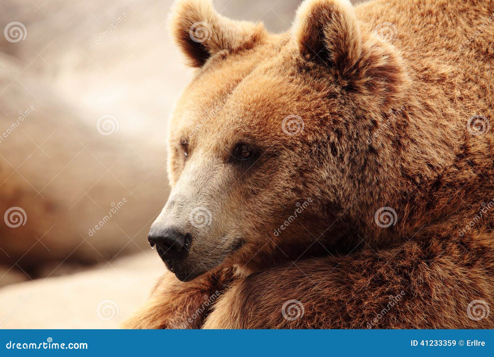 The face of a bear stock image. Image of canada, face - 41233359