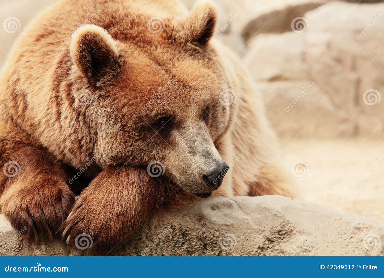 The face of a bear stock photo. Image of claws, resting - 42349512