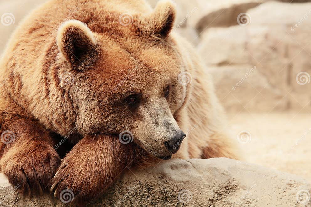 The face of a bear stock photo. Image of claws, resting - 42349512