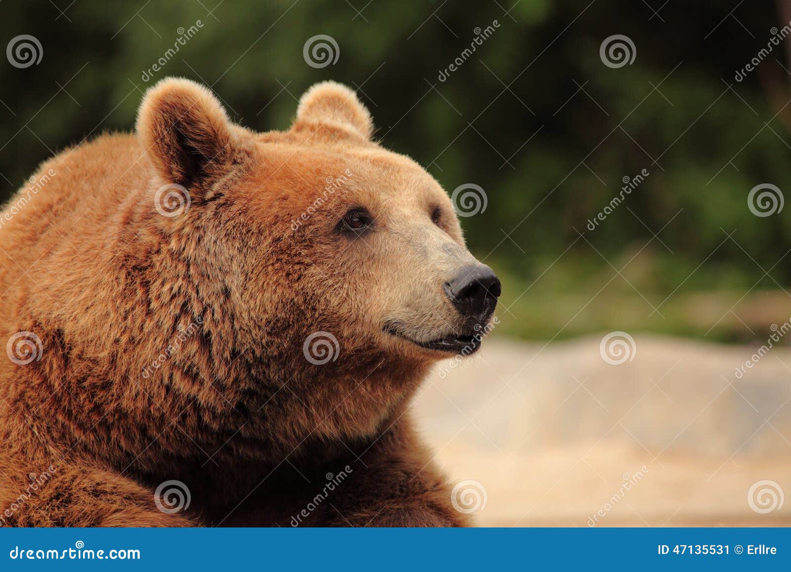 The face of a bear stock image. Image of beast, nature - 47135531