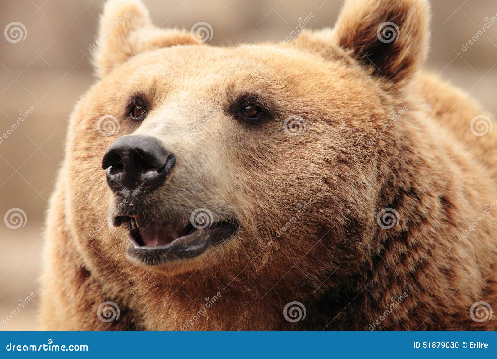 The face of a bear stock photo. Image of danger, canada - 51879030