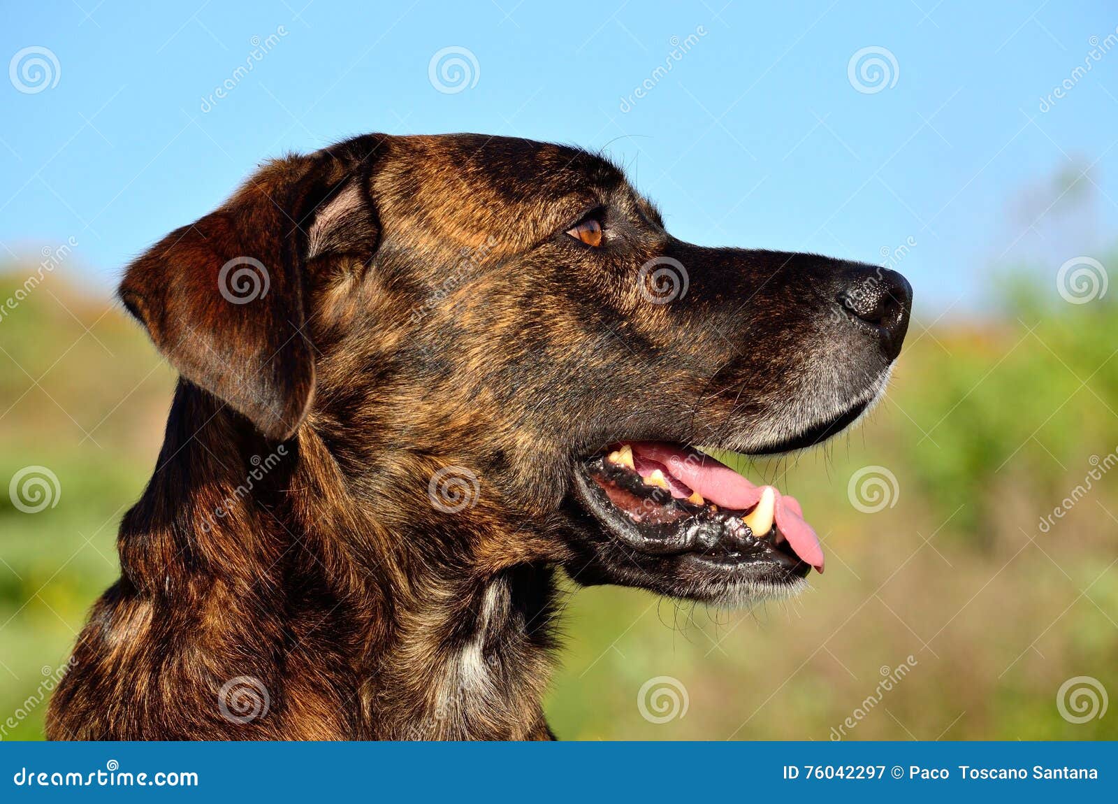 Face of Beautiful Canary Dog Stock Image - Image of domestication ...