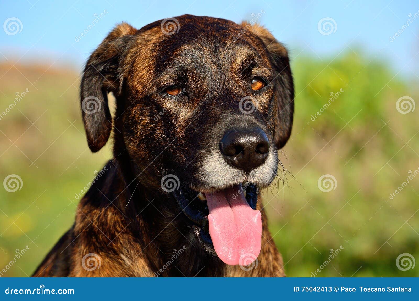 Face of Beautiful Canary Dog Stock Image - Image of canary, breed: 76042413