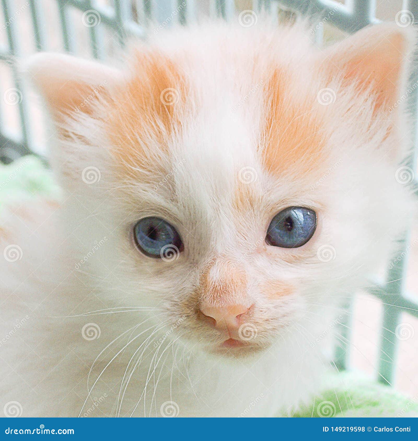 Face of a Beautiful Cat Puppy Stock Photo - Image of little, white ...