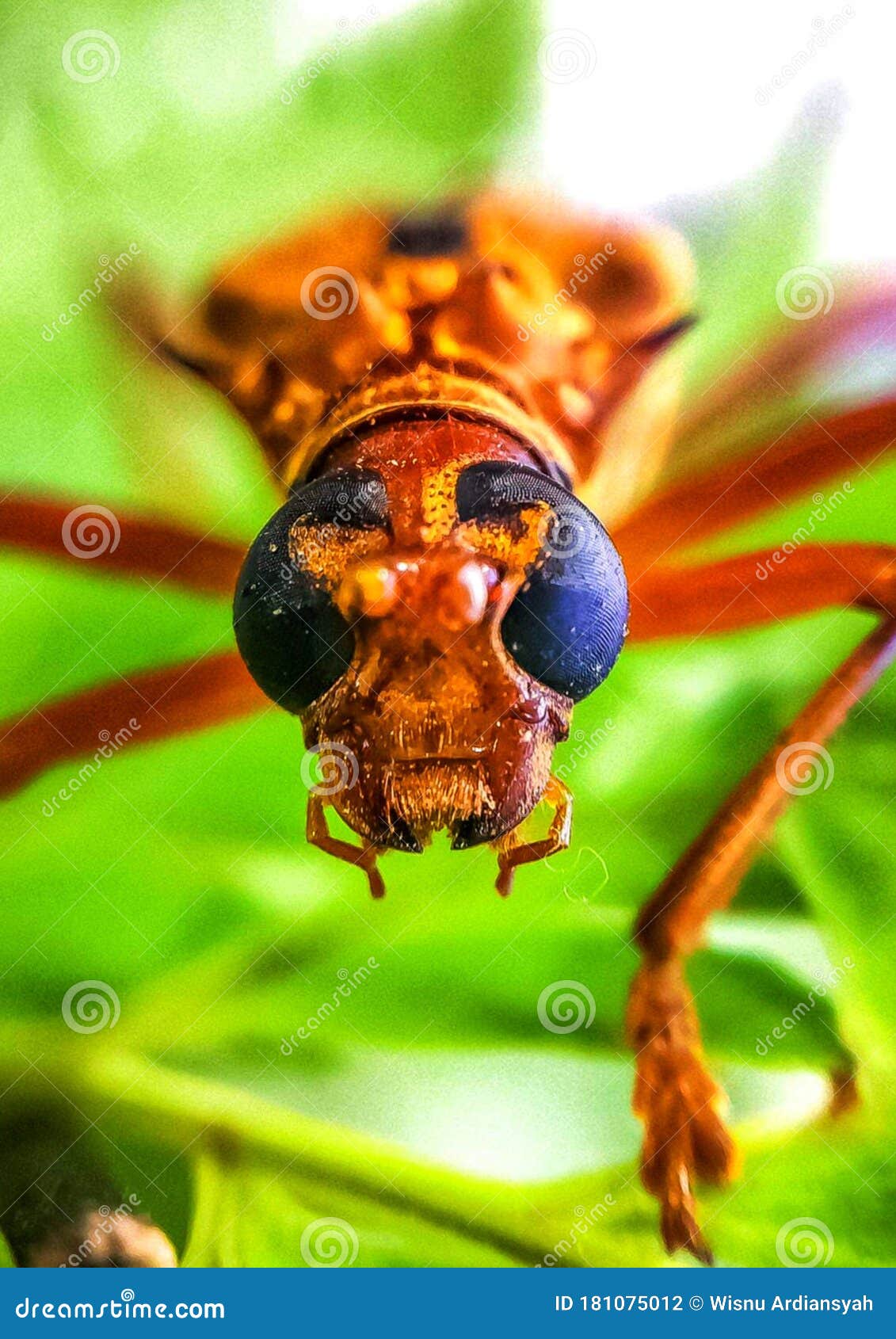 The Face of a Bee from the Front Stock Photo - Image of macromania ...
