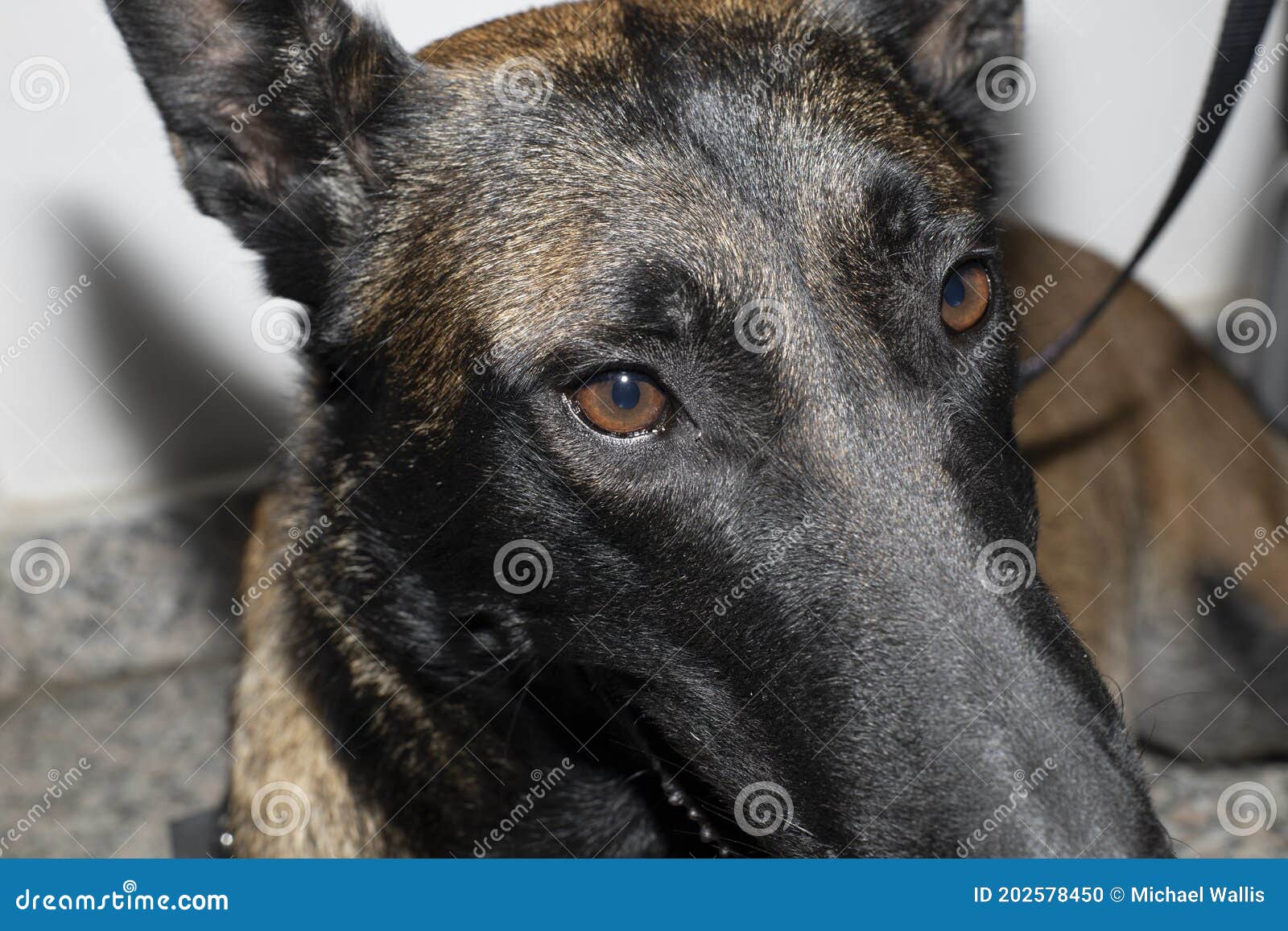 The Face of a Belgian Malinois Stock Photo - Image of friend, face ...