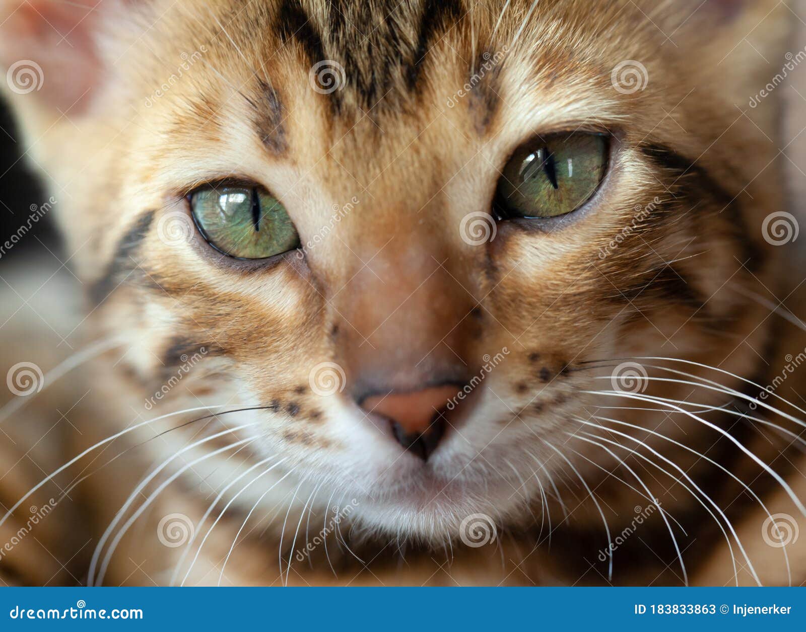Face of a Bengal Cat on a Large Scale Stock Image - Image of ...