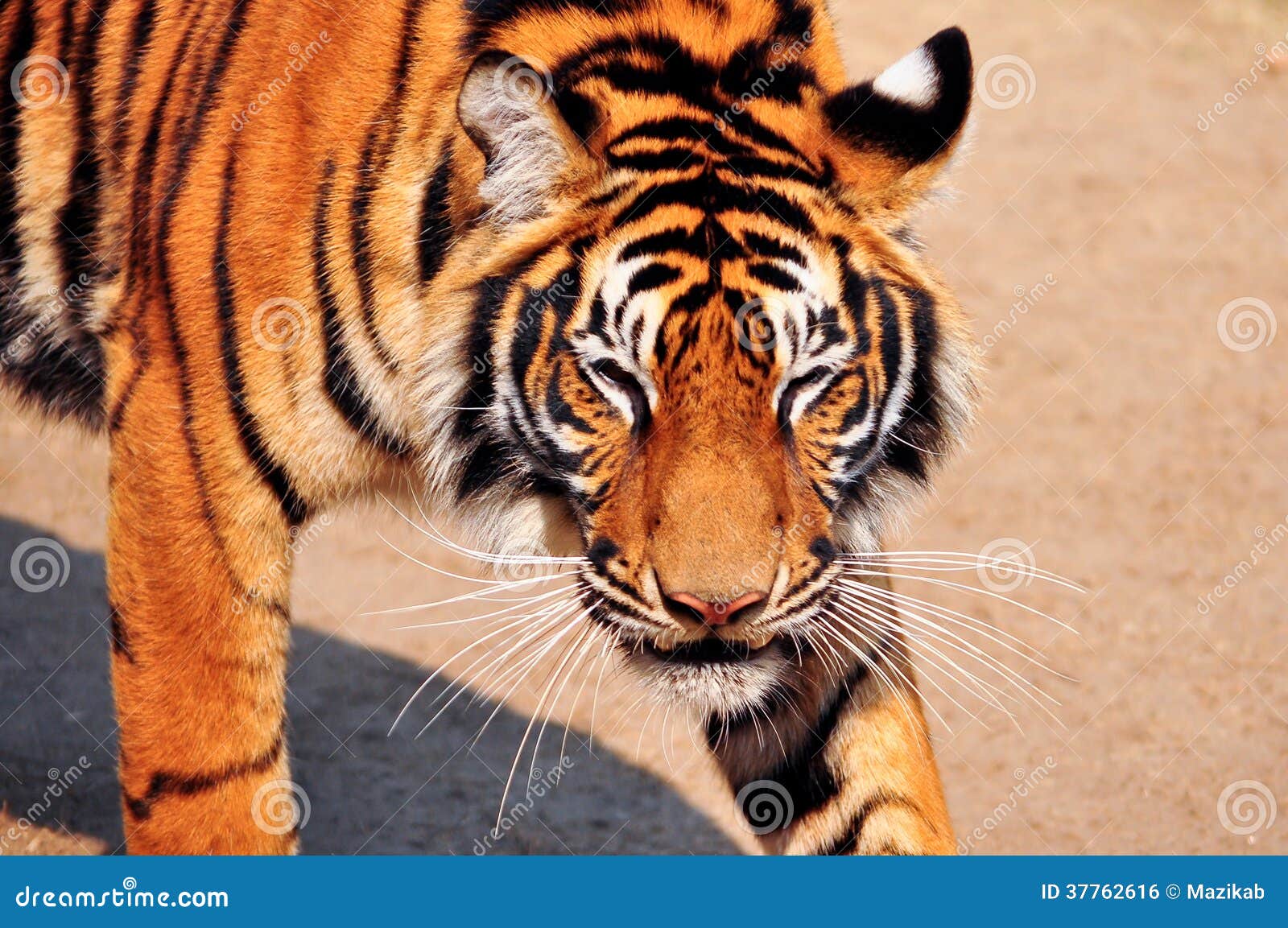 Face of bengal tiger stock photo. Image of beautiful - 37762616
