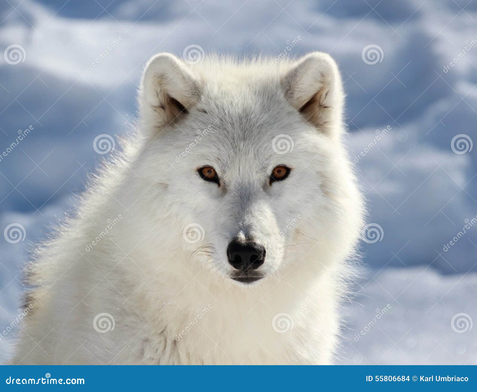 Face of big arctic wolf stock photo. Image of mammal - 55806684