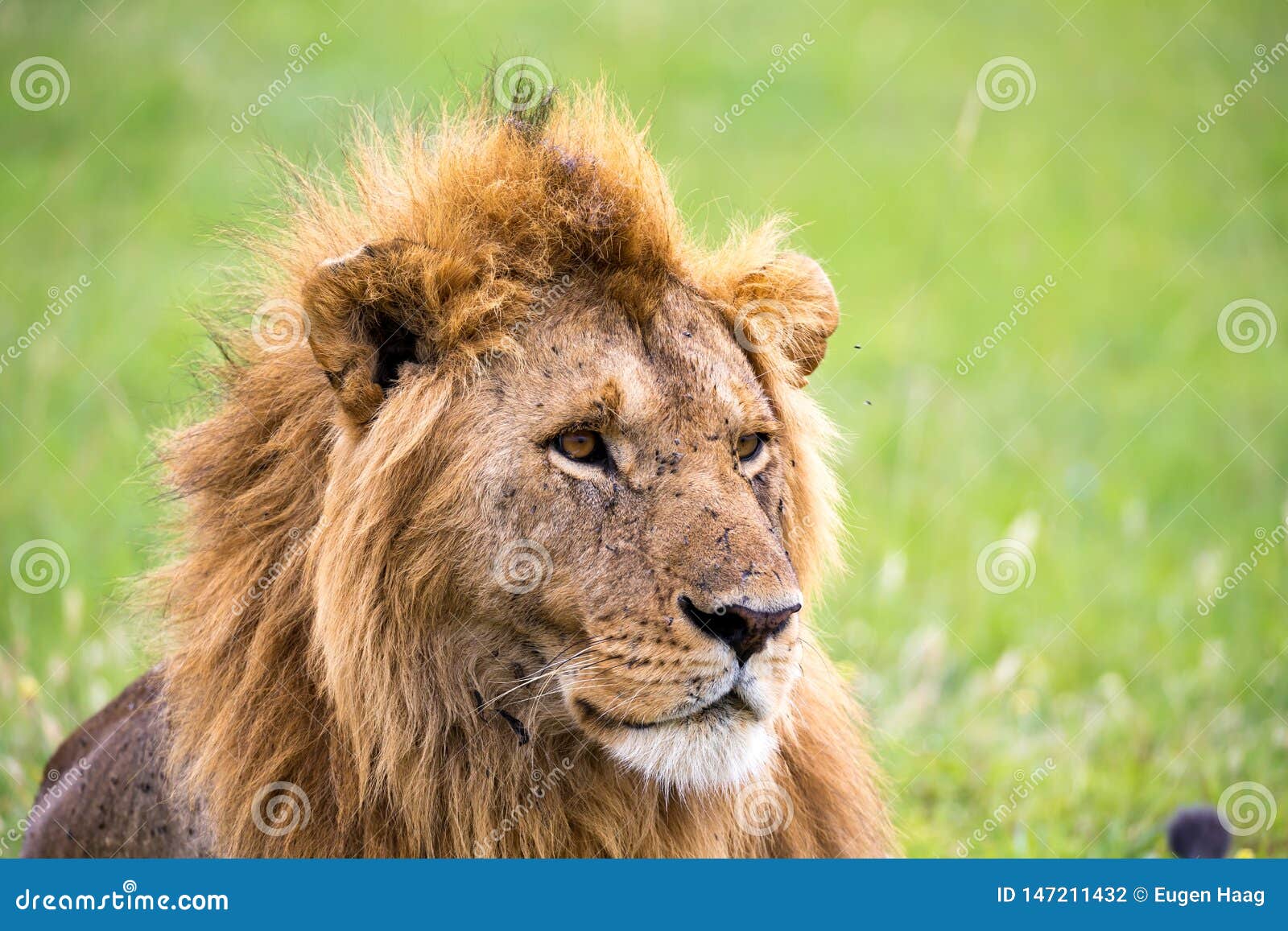 The Face of a Big Lion in Closeup Stock Photo - Image of africa, mammal ...