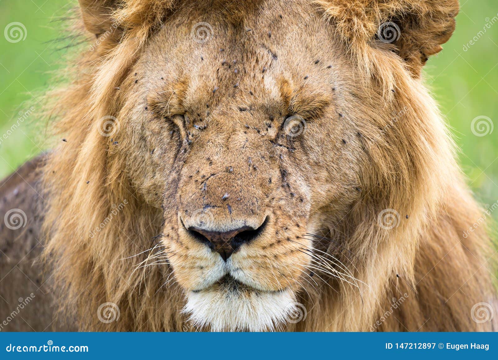 The Face of a Big Lion in Closeup Stock Image - Image of hair, roar ...
