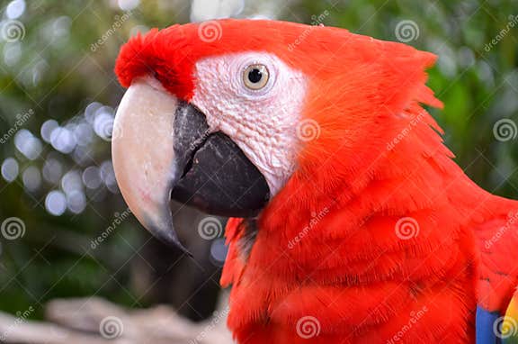 Face of big red parrot stock photo. Image of sharp, close - 55248012
