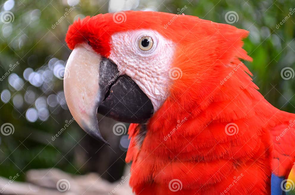 Face of big red parrot stock photo. Image of sharp, close - 55248012