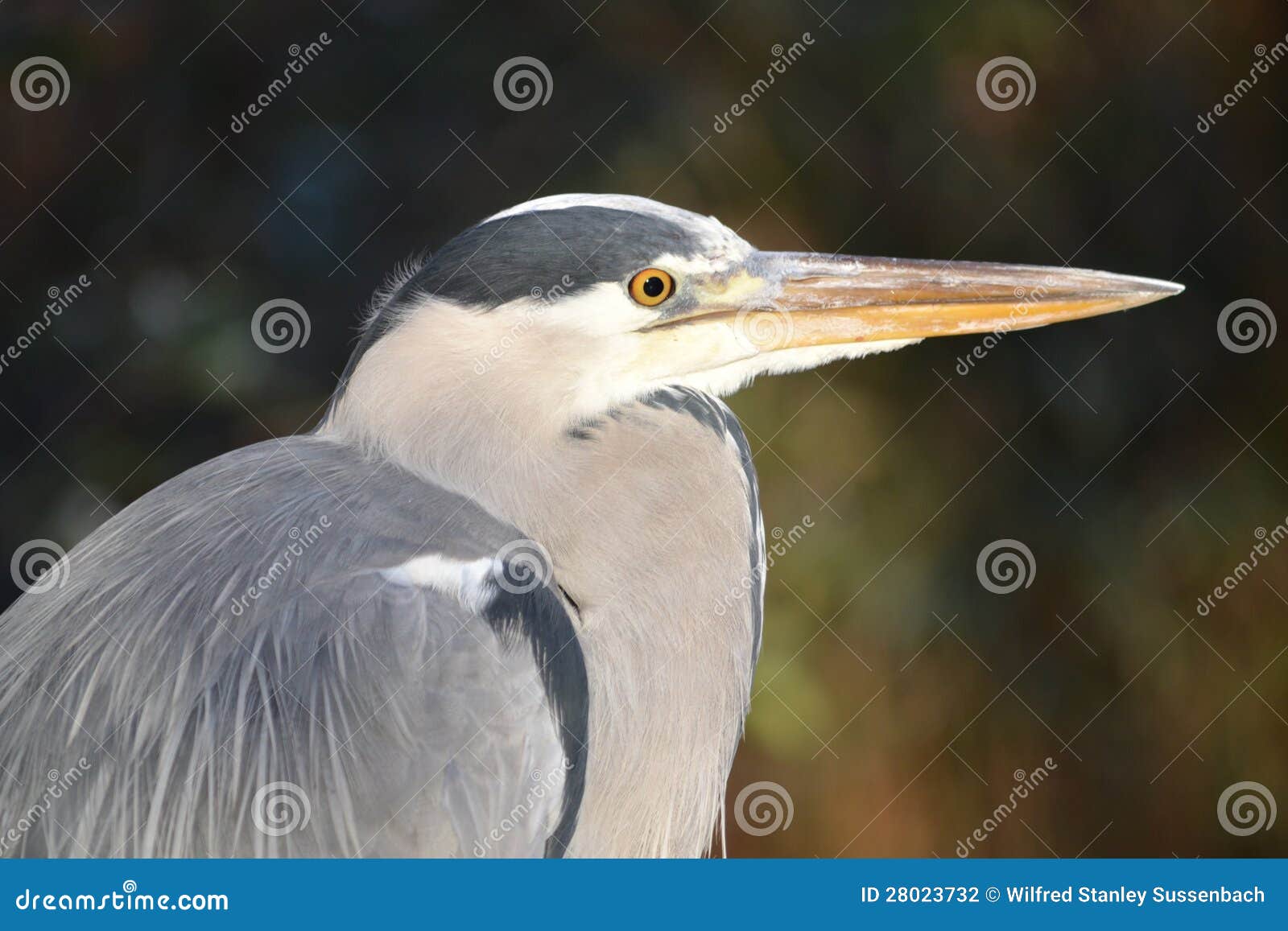 The face of a bird stock photo. Image of nature, bird - 28023732