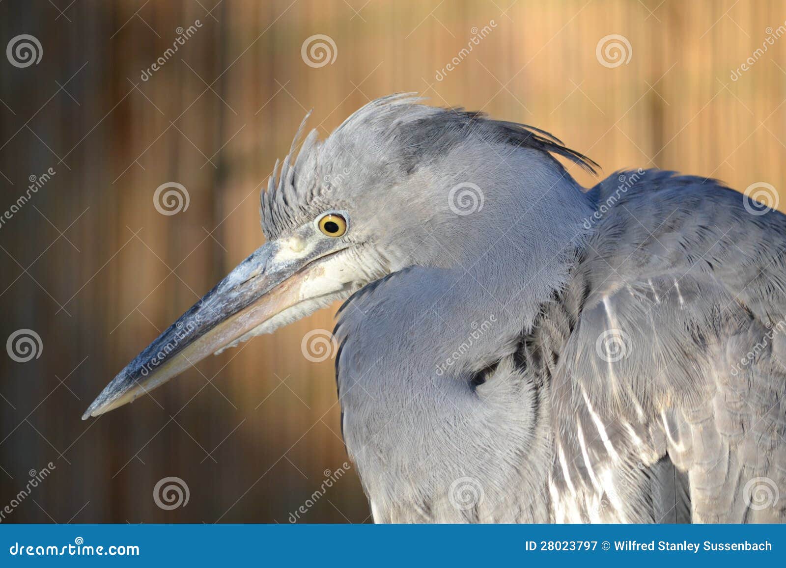 The face of a bird stock image. Image of animal, fauna - 28023797