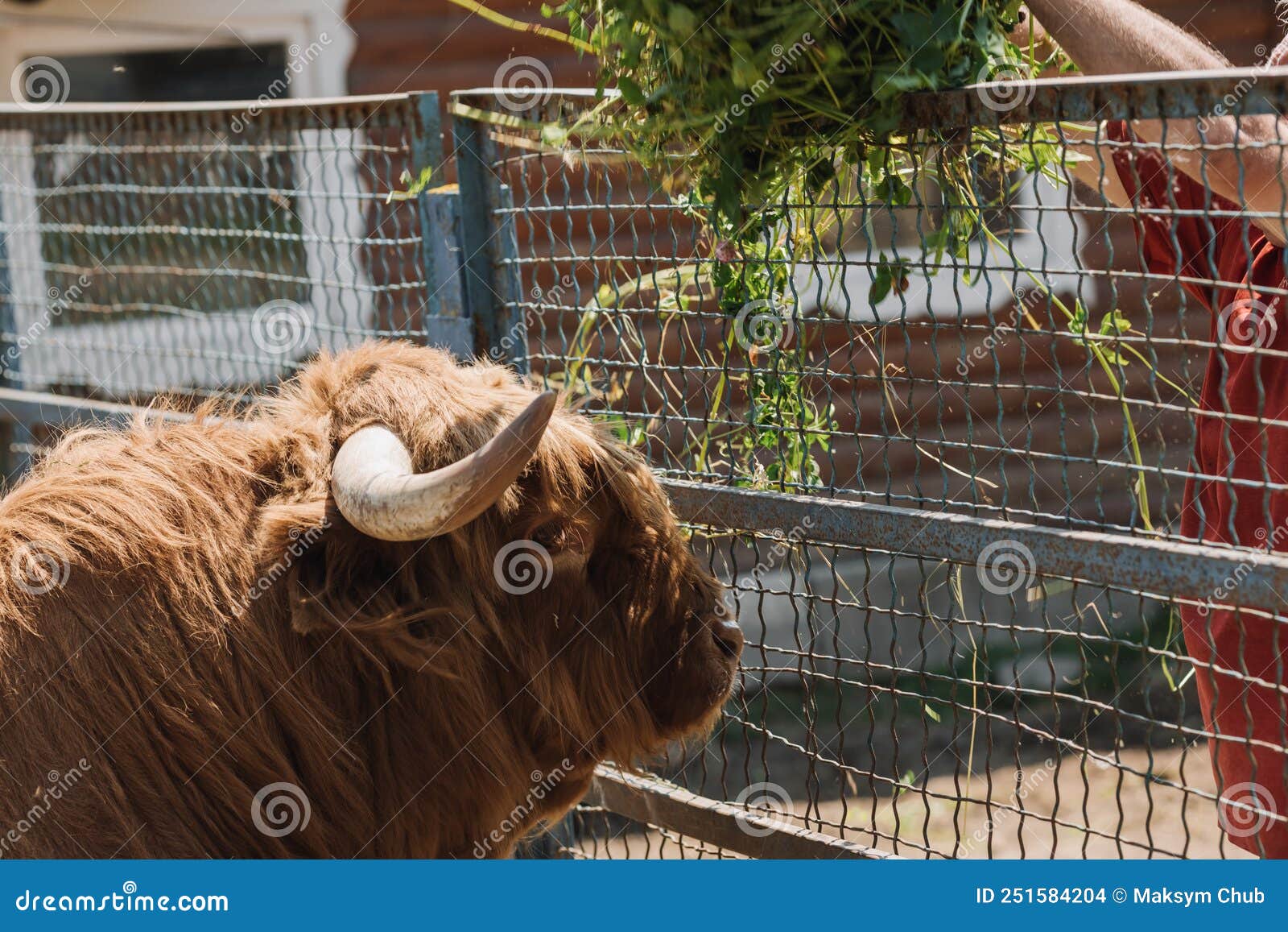 The Face of a Bison Under the Enclosure Fence. the Process of Feeding ...