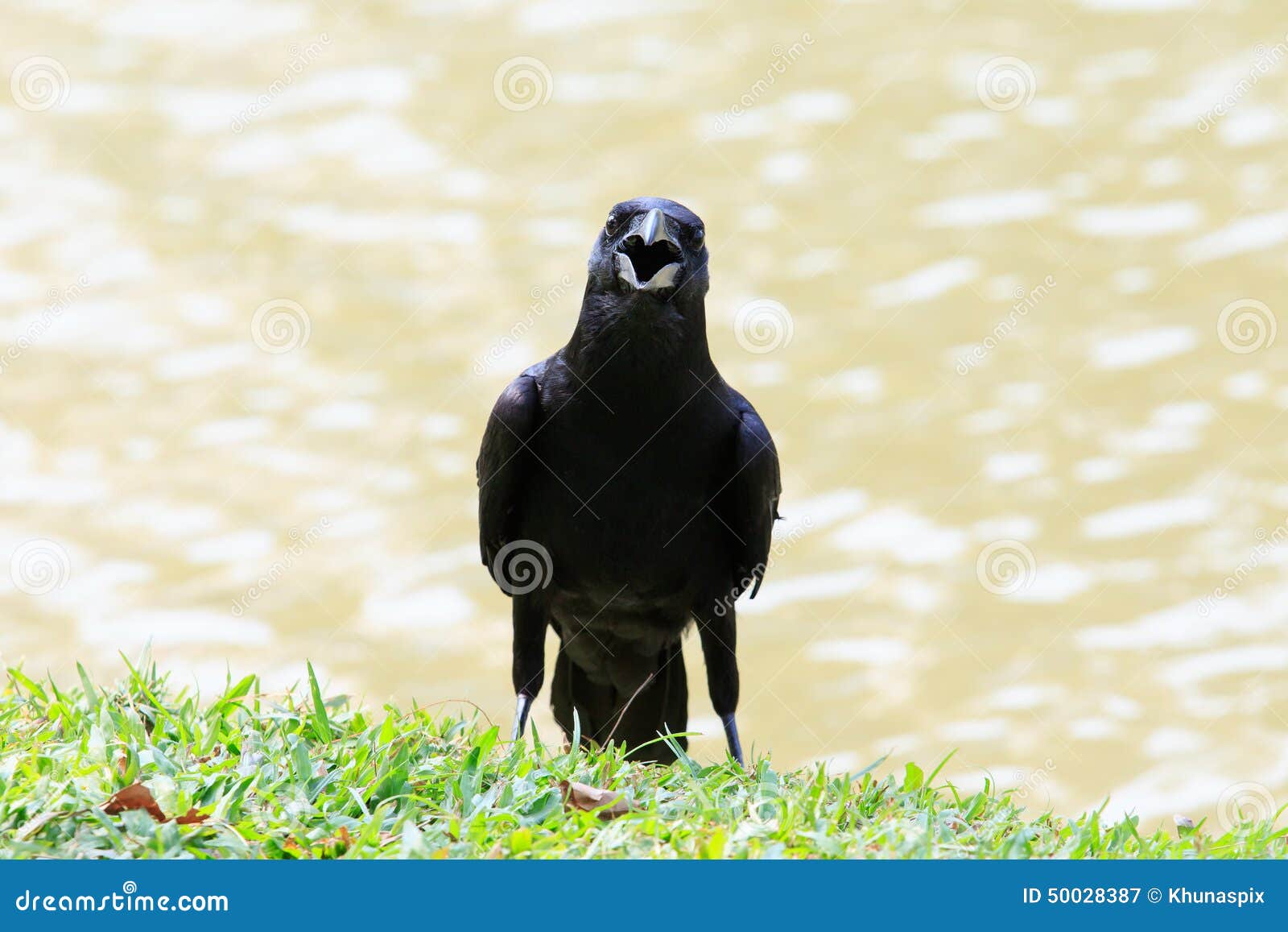 A Crow Bird Titling Their Head And Sitting On A Branch At The Woods ...