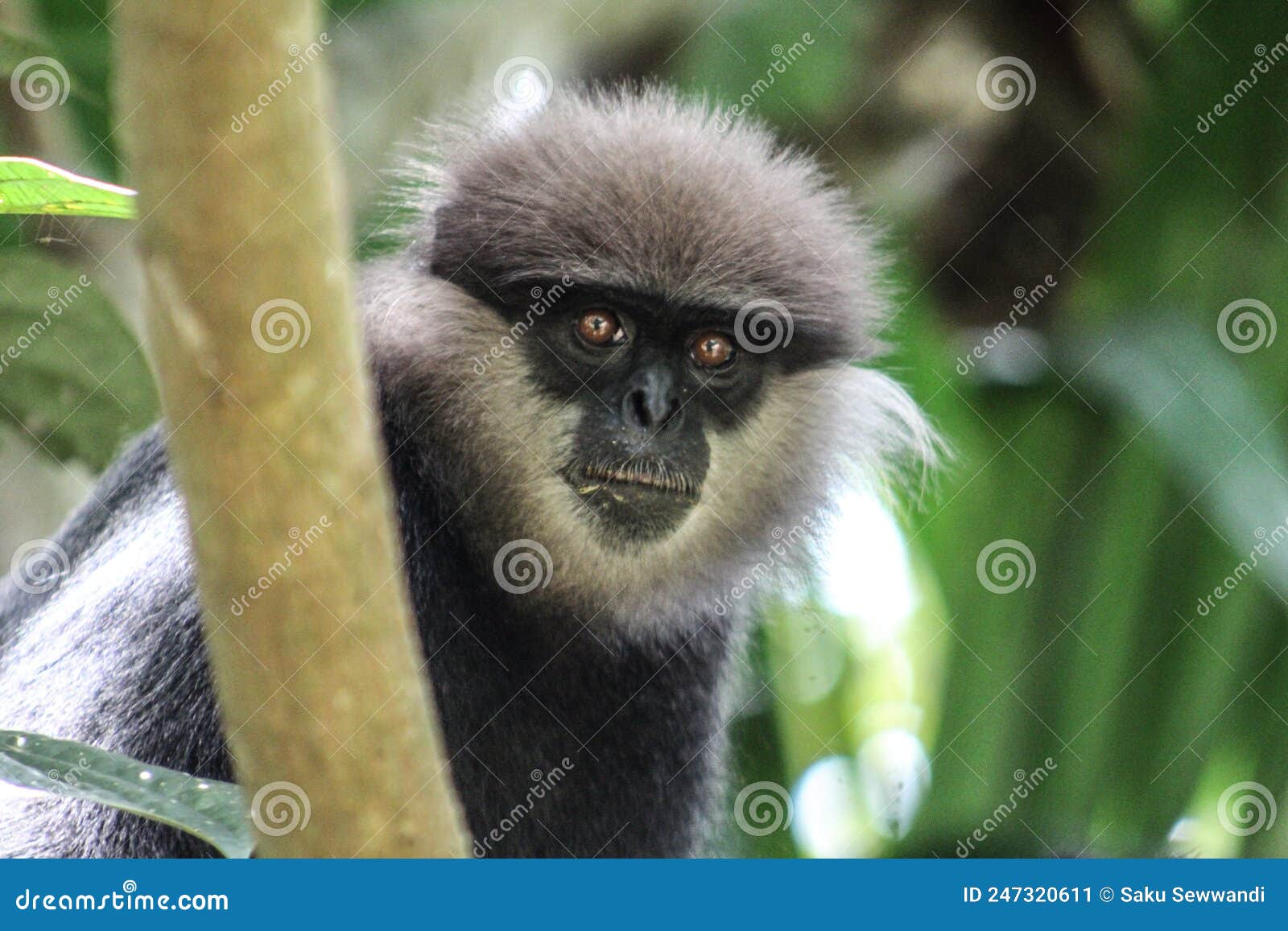 Face of Black Monkey in Sri Lanka. Stock Image - Image of lanka ...