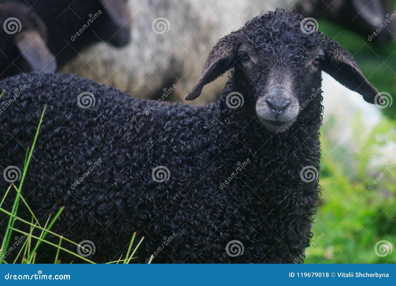 1,075 Black Face Ewe Stock Photos - Free & Royalty-Free Stock Photos ...