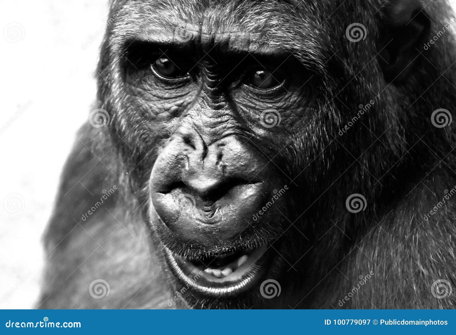 Face, Black, Black And White, Great Ape Picture. Image: 100779097