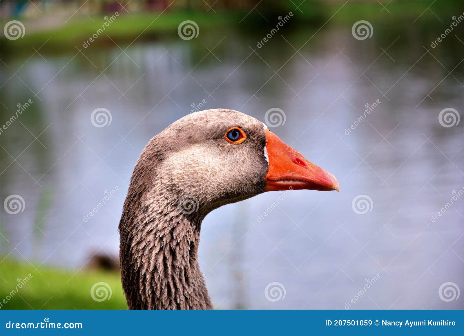Face of a Blue-eyed Goose in the Park Stock Image - Image of lake, city ...
