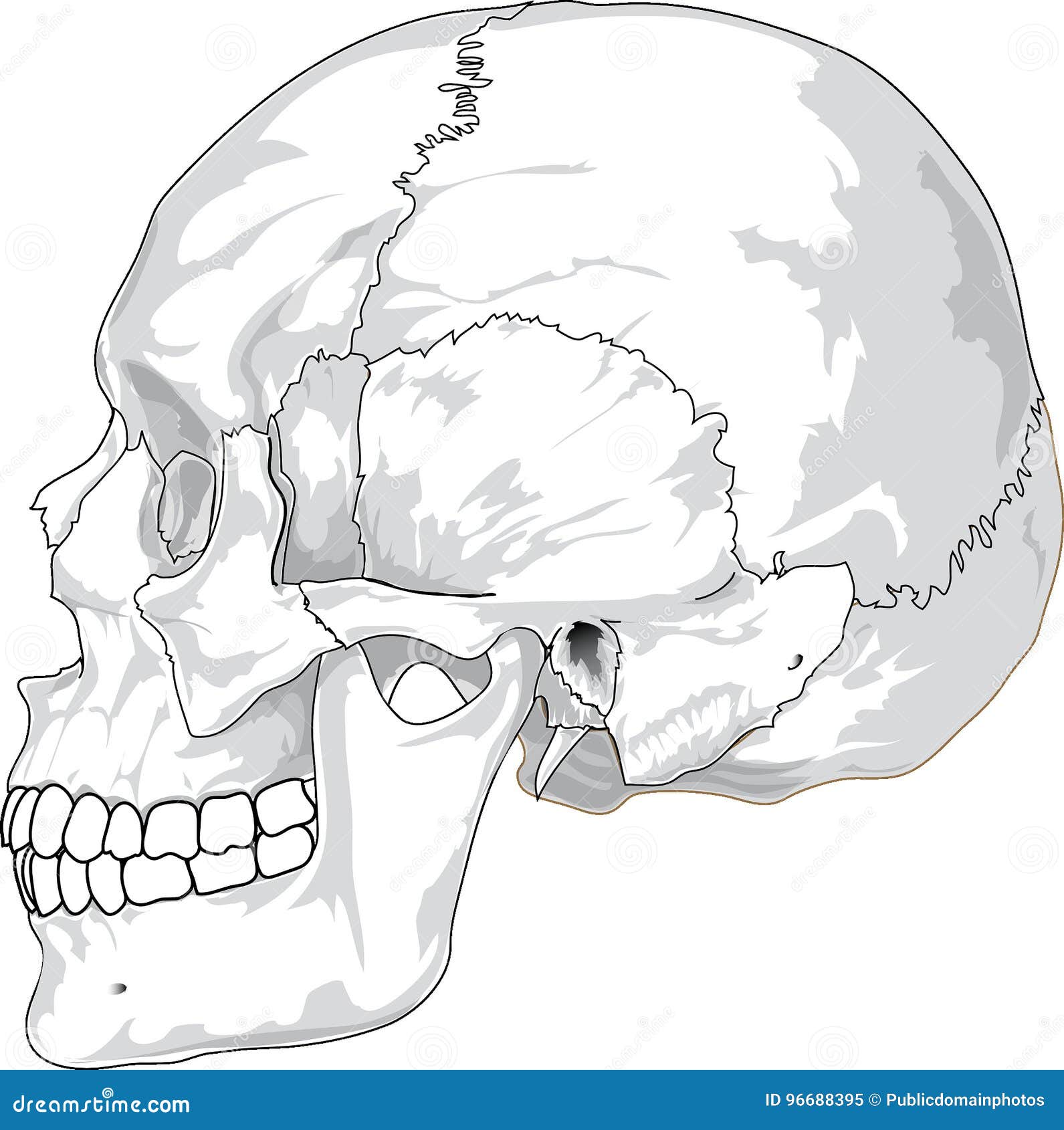 Face, Bone, Line Art, Nose Picture. Image: 96688395